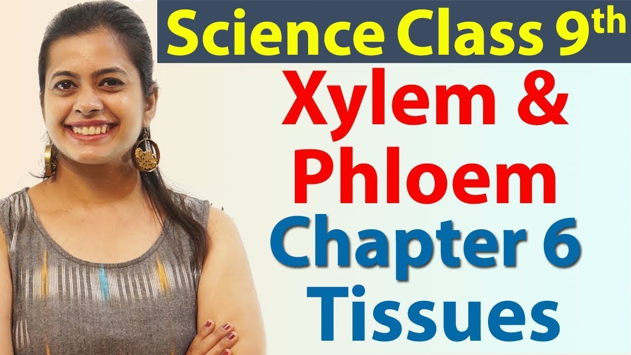 Xylem & Phloem - Plant Tissues - Chapter 6 - Tissues - Science Class 9 ...