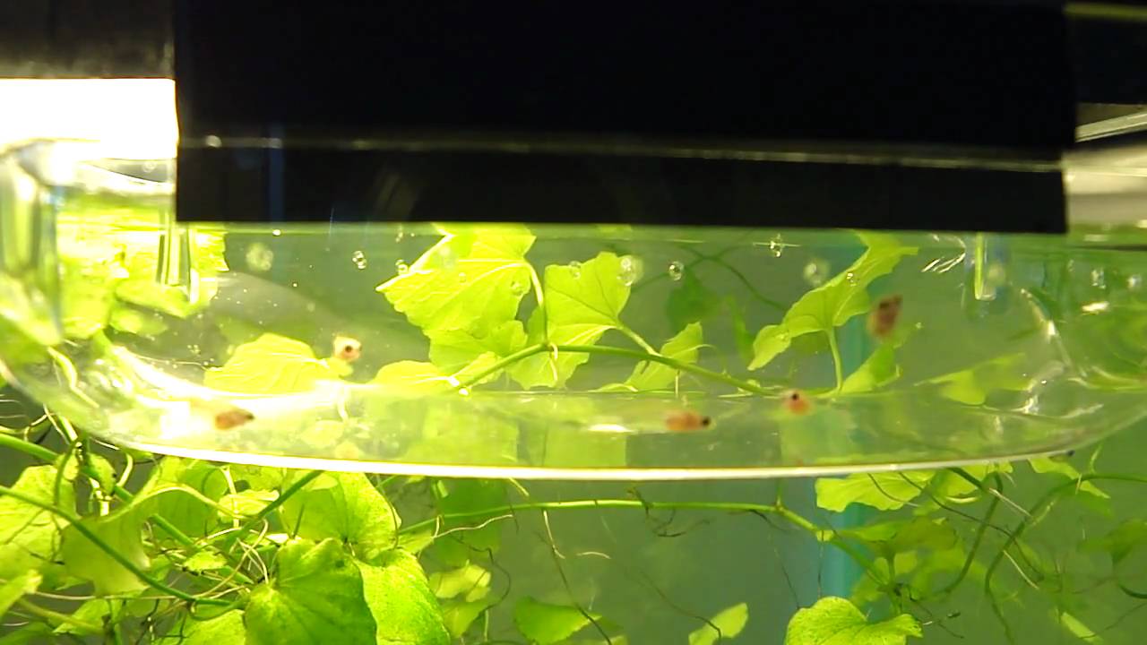Betta fry at 2 weeks and 3 days old - YouTube
