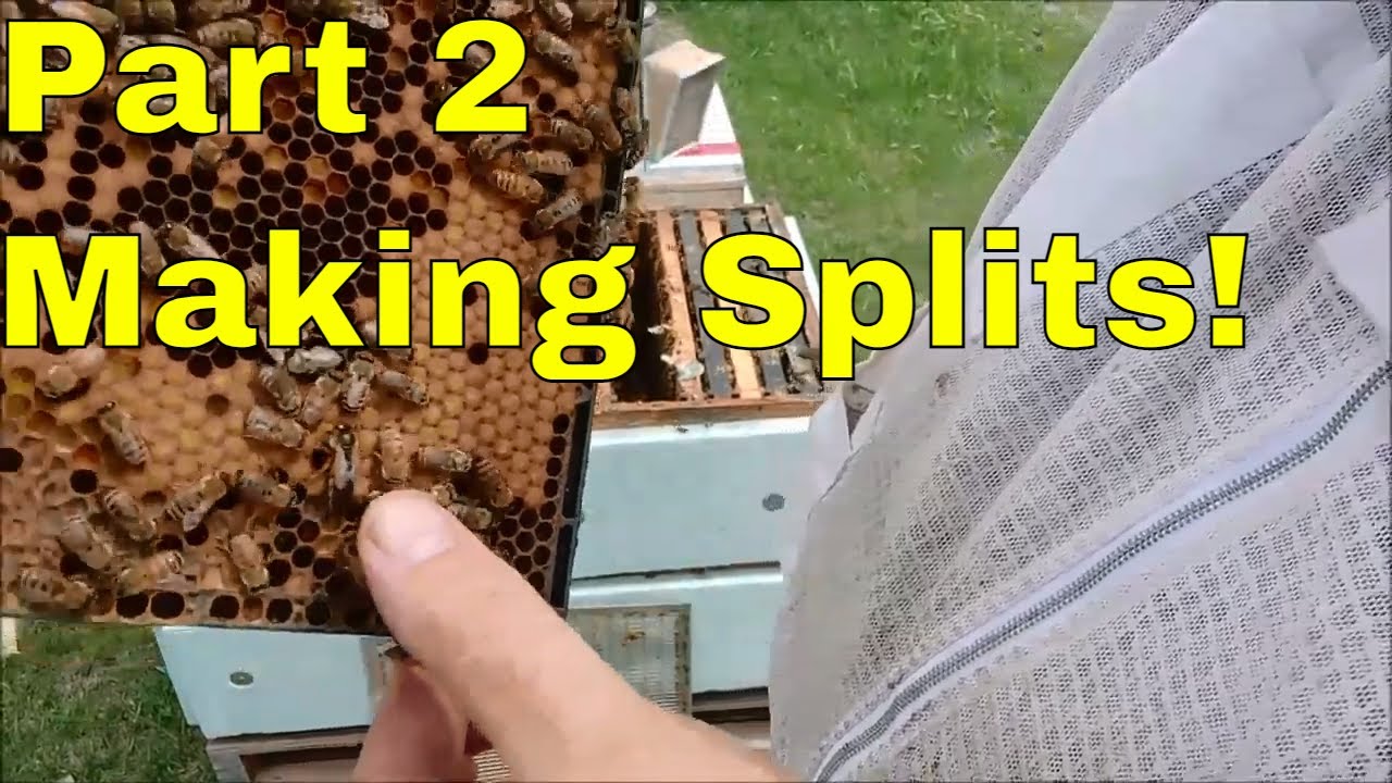 Part 2 Making Splits - That Bee Man - YouTube