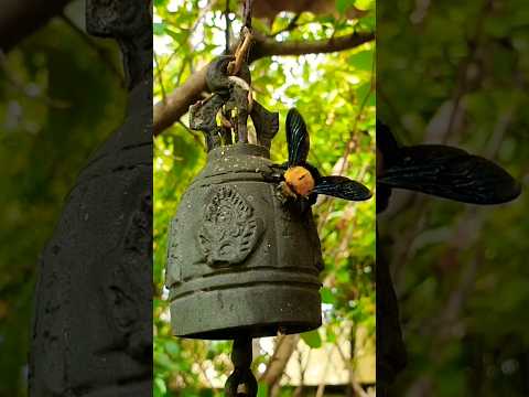 Ring a bell !🔔Carpenter Bee @Firsttimebyncn