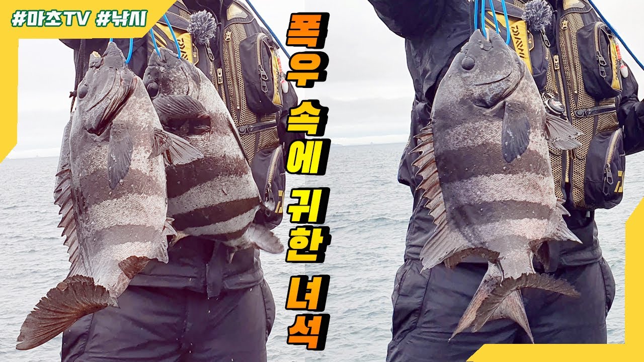 야행성 장마..폭우 속 귀한 녀석💎ㅣ돌돔 낚시 캐스팅 하는 방법 ㅣrock bream Fishing(イシダイ) - YouTube
