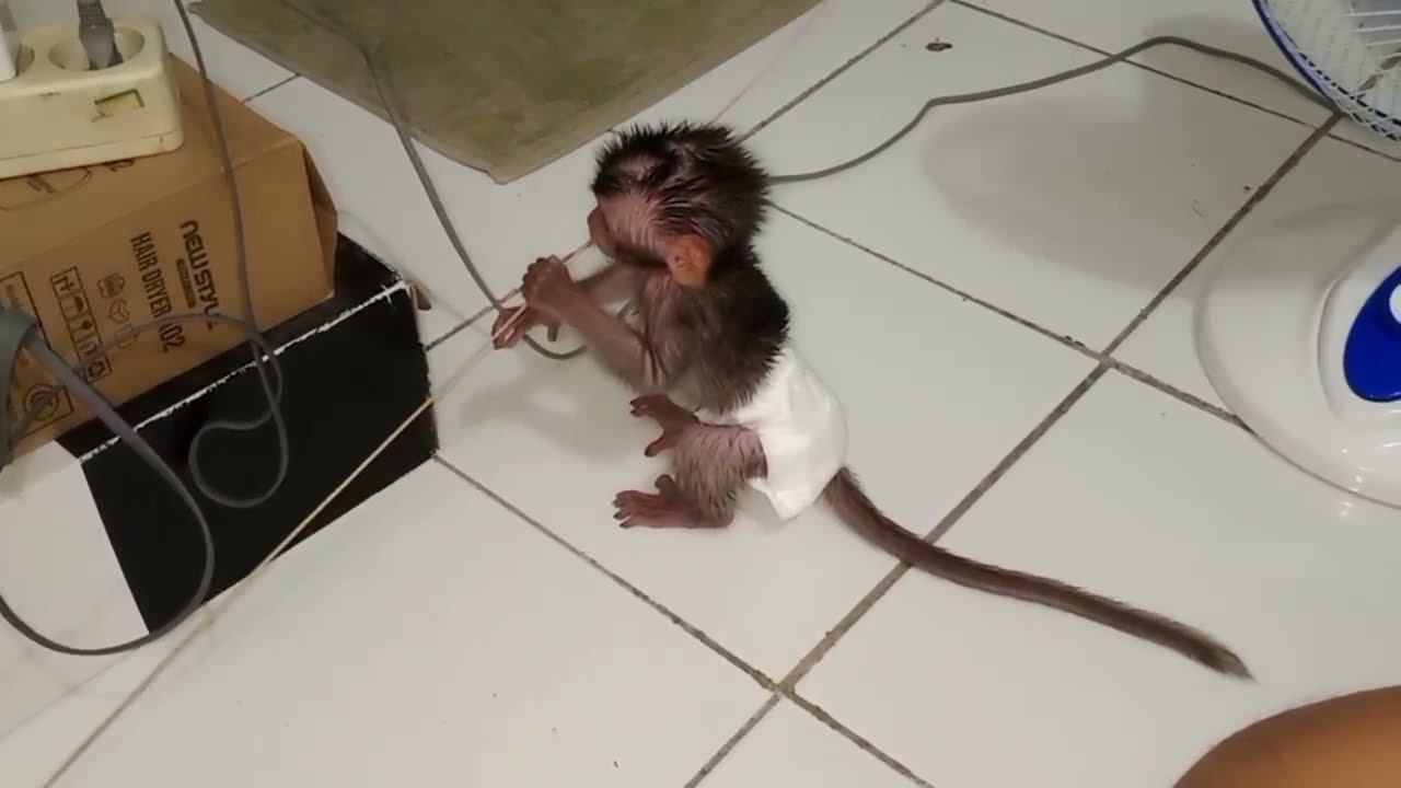 Baby Monpai Belajar Bermain - YouTube