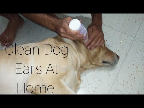 Cleaning My Labrador Ears At Home || How To Clean Your Dogs Ears At ...