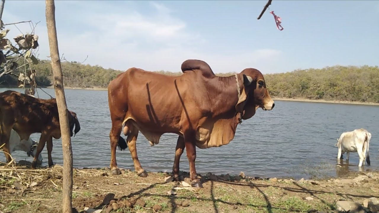 Indian Gir bull || Gir bull of villages || Gir bull in maharashtra ...