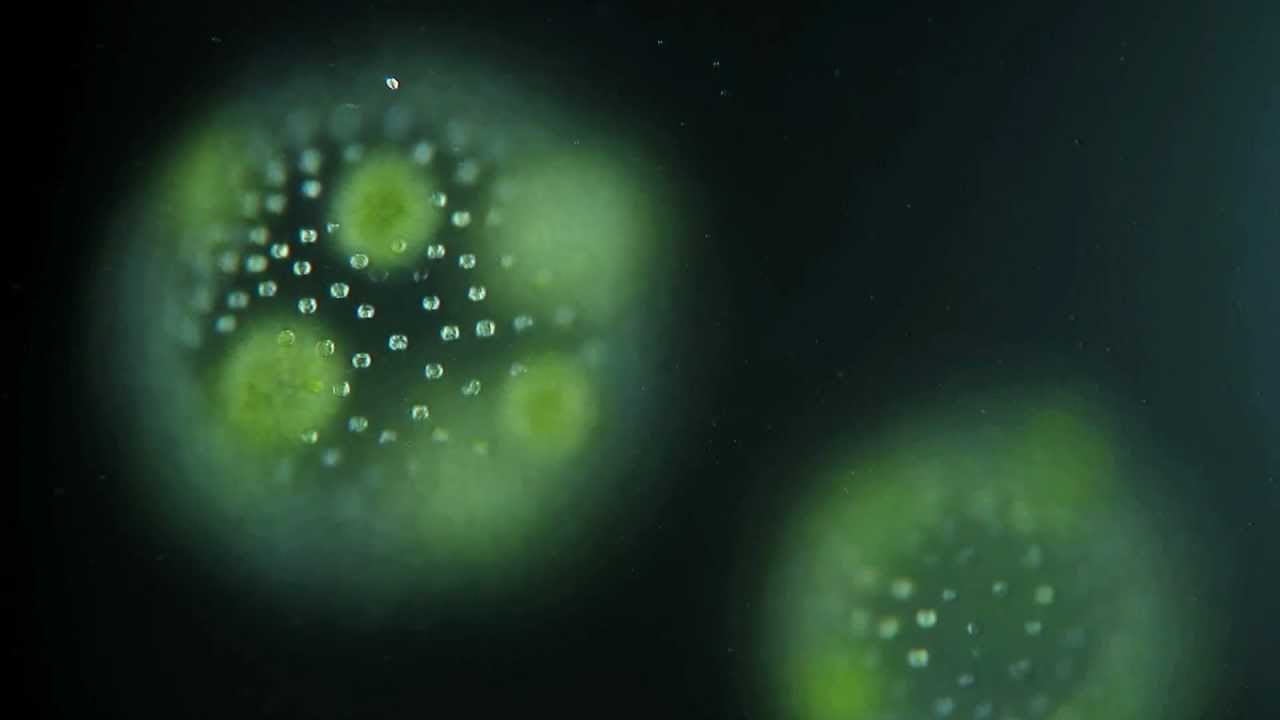 Volvox - YouTube