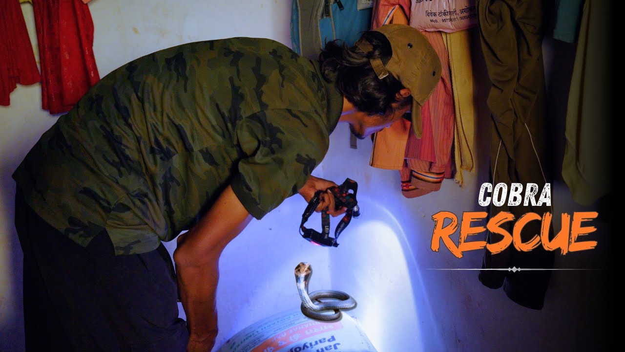 7 Feet Long Cobra 😱 | MULTIPLE RESCUES PART 4 - YouTube