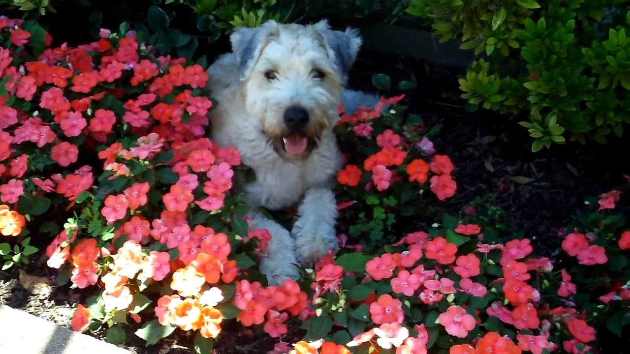 Whitney Dog - YouTube