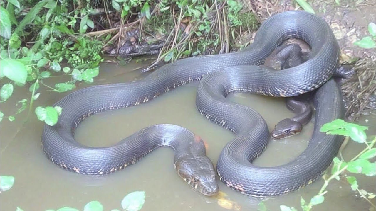 Terrifying Giant Snake Discovered in Amazon River? - YouTube