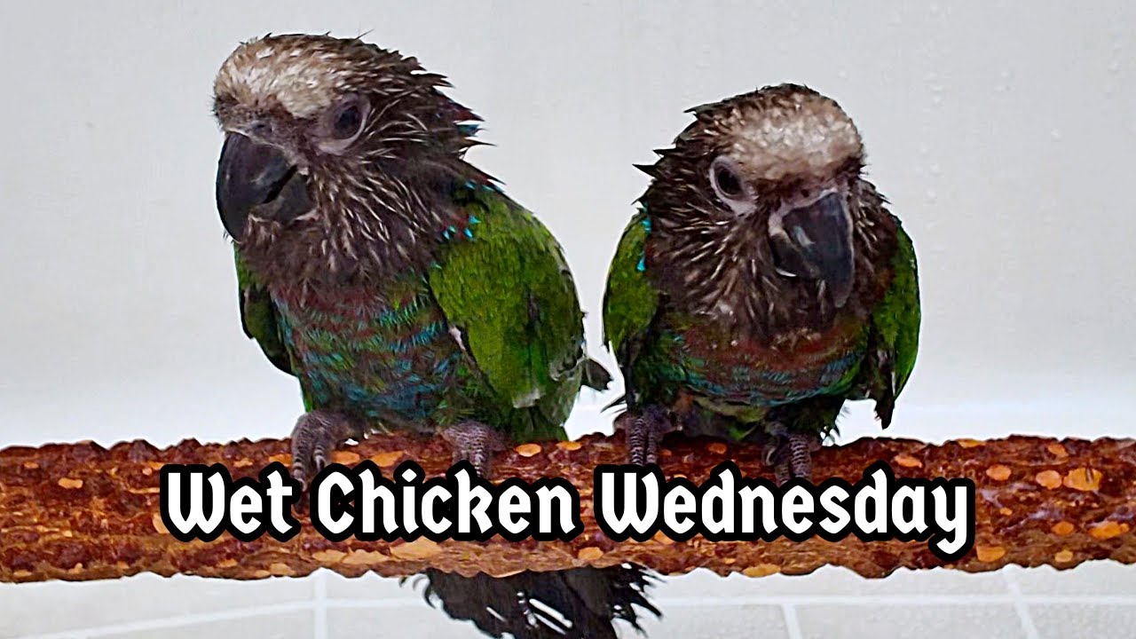 Wet Chicken Wednesday Hawk-headed parrot (red-fan parrot) first bath ...