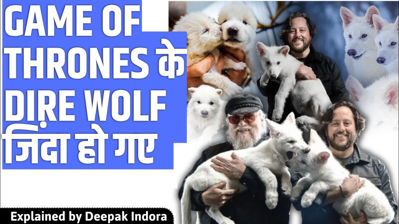 Direwolves are back: How scientists resurrected them - YouTube