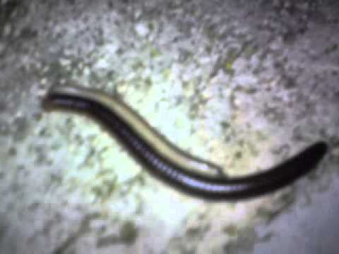 'GUINJE LEGLO'FIGURE VENERIS - YouTube