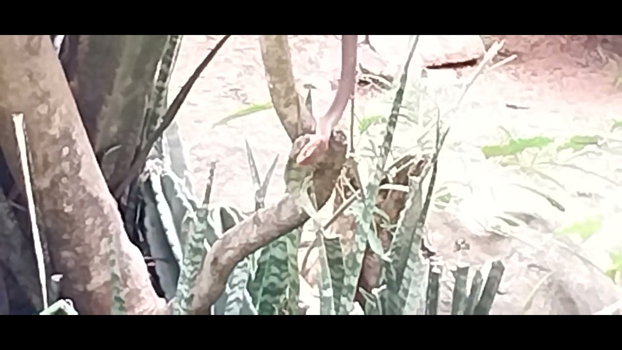 can you spot the snake eating chameleon? - YouTube