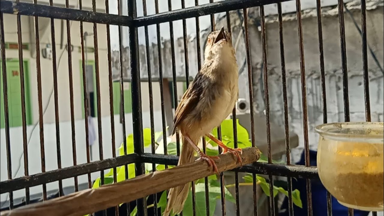 ciblek gunung gacor, 3 VARIASI bikin ciblek gunung ikut nyaut - YouTube