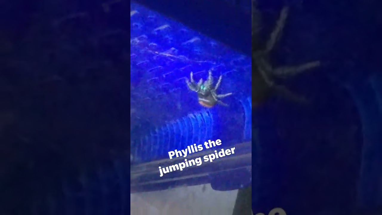 Phyllis the jumping spider - YouTube