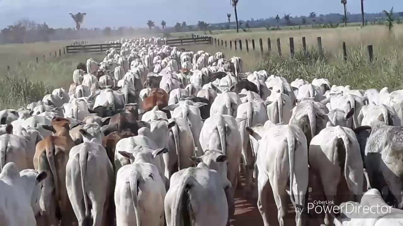 boiada no estradão - YouTube