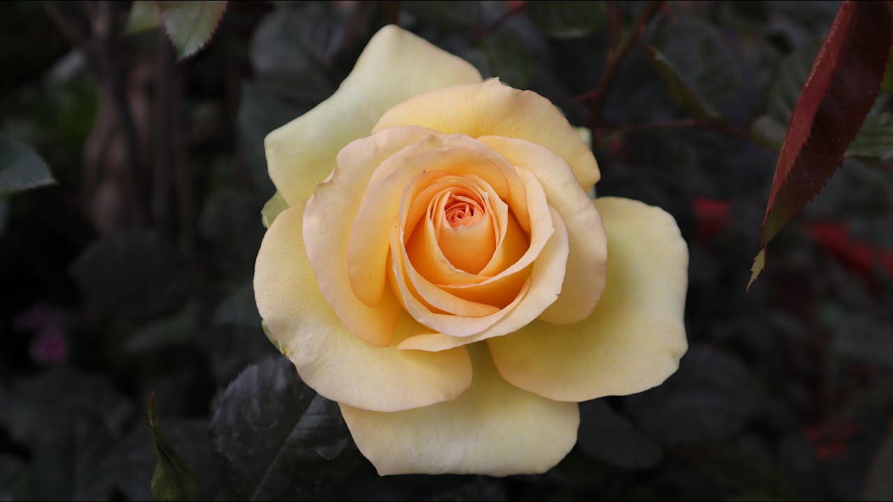 Saint Patrick - Limelight - Strickland 1986 - roses - rosiers - rosas ...