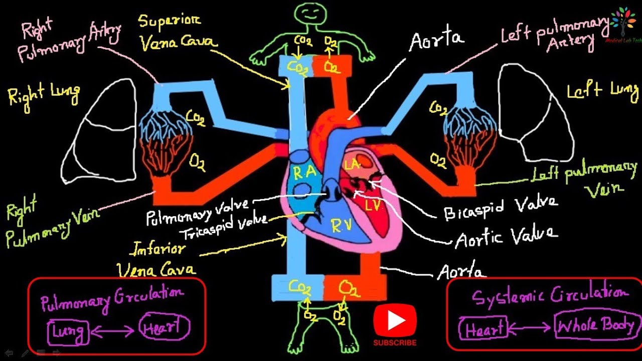Pulmonary circulation and Systemic circulation।। Cardiovascular system ...