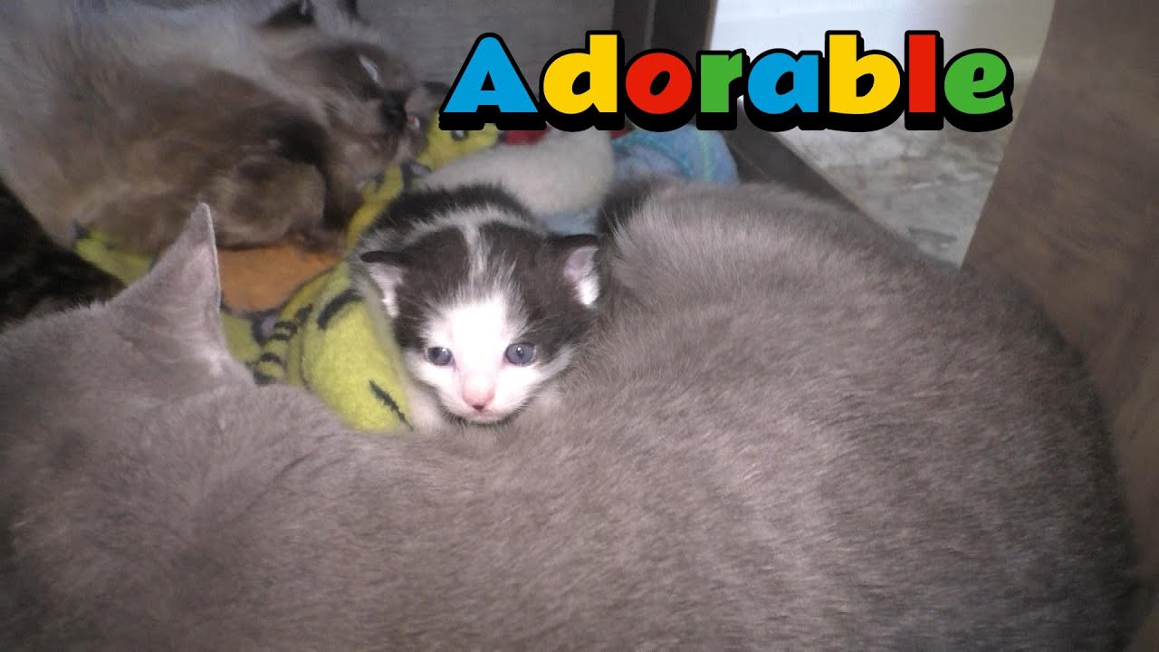 Adorable Emily Cats And Misha Cats Kittens! 😻 - YouTube
