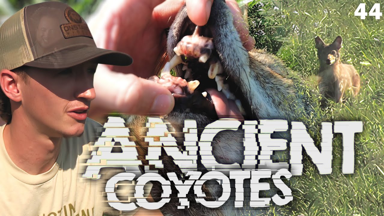 Ancient Coyotes!! Oldest Coyote I've Taken To Date!! (kentucky Coyote ...