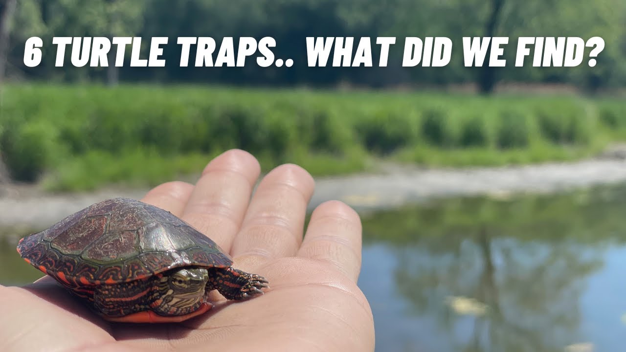 Turtle Trapping ep3 | Painted Turtles & Pregnant Crayfish - YouTube