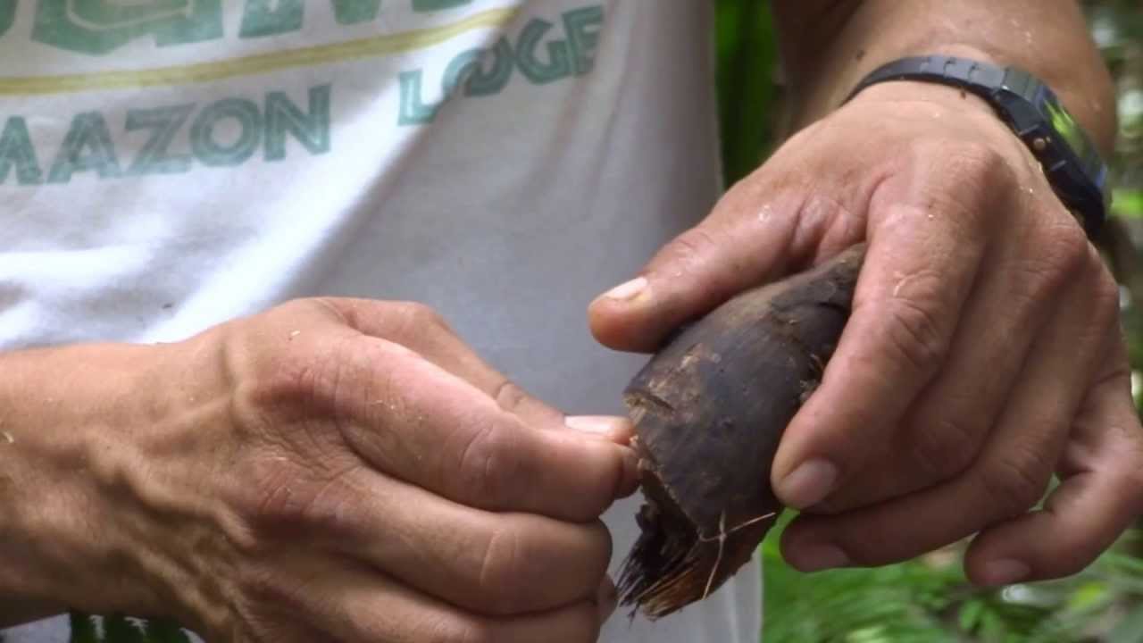 Sacando de la fruta Babaçú, la larva del bicho del coco - YouTube