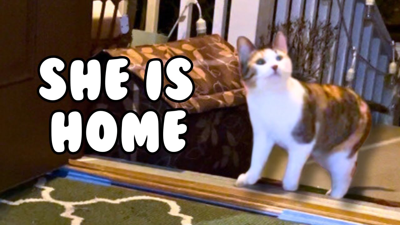 The cat distribution system FINALLY chose us! - YouTube