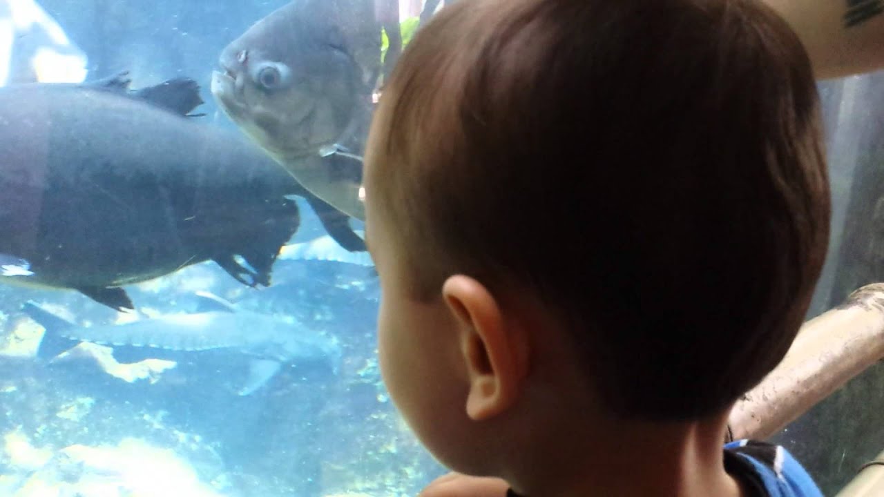 Como Zoo Aquariums. - YouTube