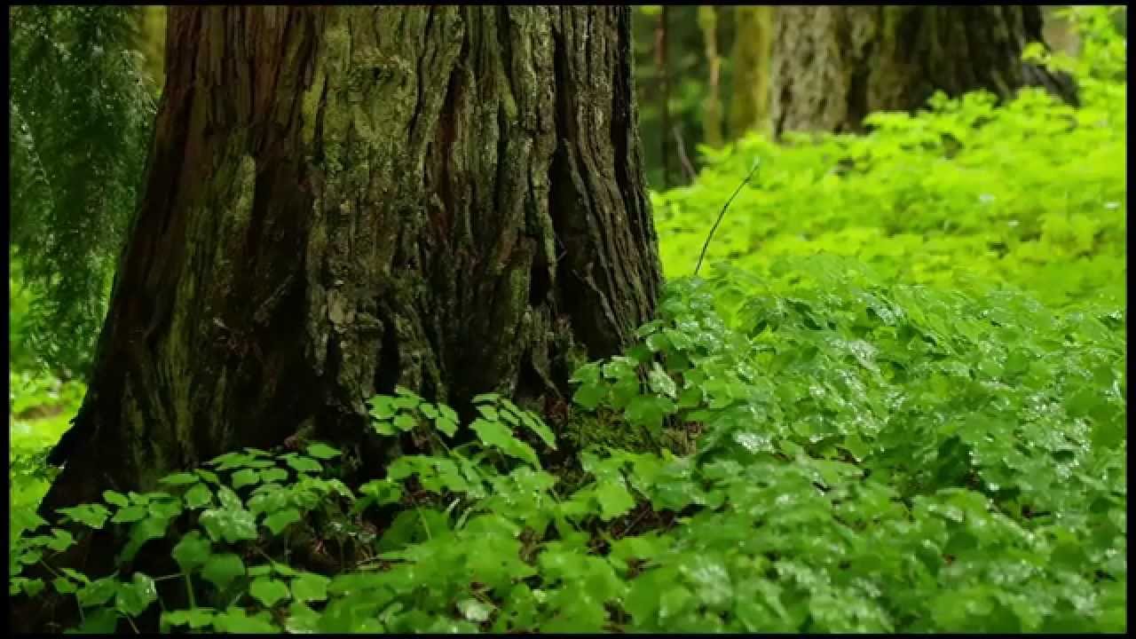 Wasim Muklashy's Samsung NX30 Pacific Northwest Sample Video Footage