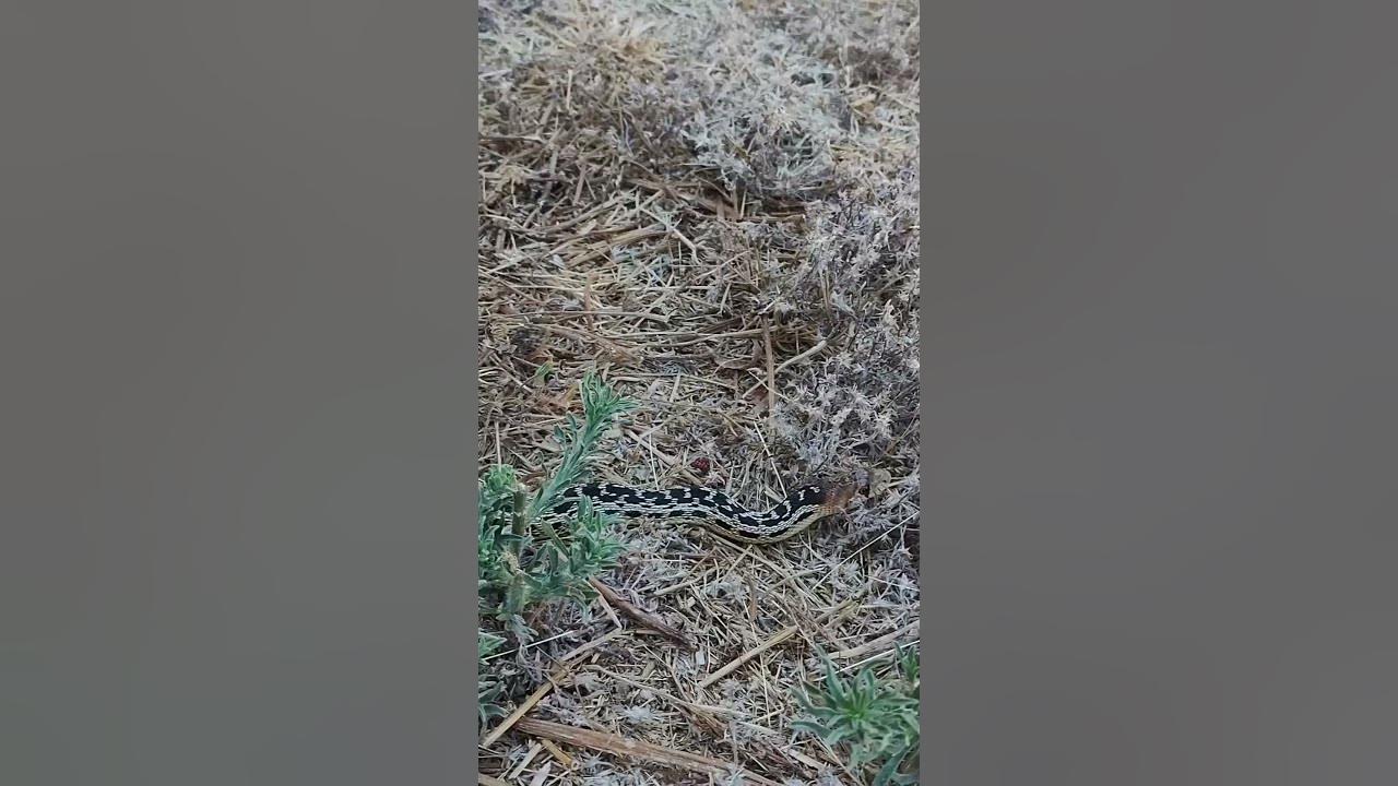 Asking a Snake for some Gopher Control. #snake #gophers #wildlife - YouTube