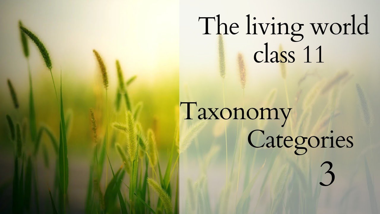 Class 11 biology: Chapter 1 : The living world : Taxonomic categories ...