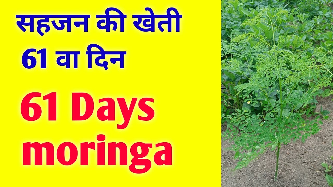 61 Days moringa | How to Grow Moringa | Drumstick Farming | sahjan ki ...