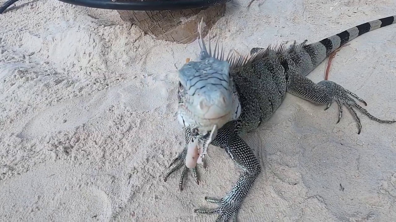 Curacao 2019 GoPro Hero8 - YouTube