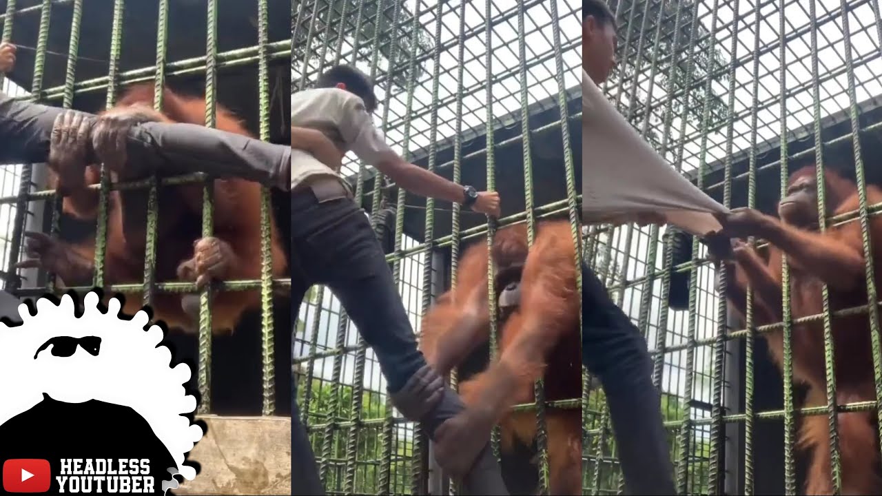 Chairman met his meeter 🤣 || Monkey vs Man - YouTube