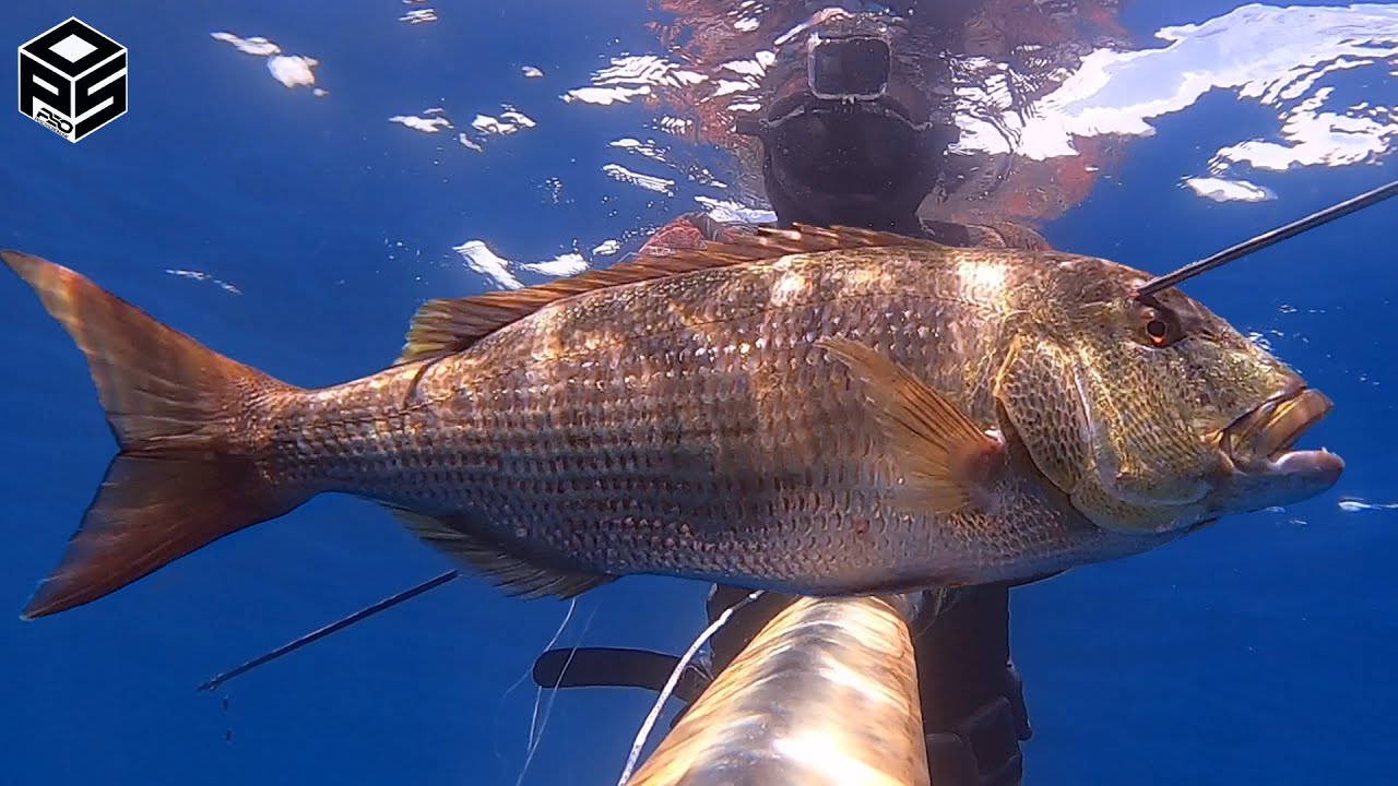 PESCASUB Dentice Enorme Pesci Pesca in Tana Pesca Subacquea Sottocosta ...