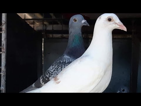#Parava/Top High Fly Parava/Pigeon/ടോപ് ഹൈ ഫ്ലൈ പറവകൾ - YouTube