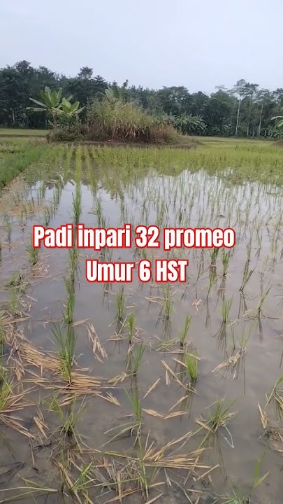Padi Inpari 32 promeo umur 6 HST - YouTube