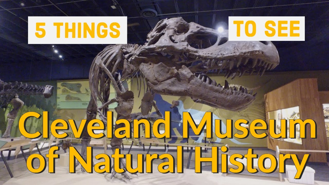 Cleveland Museum of Natural History – 5 great things to see - YouTube