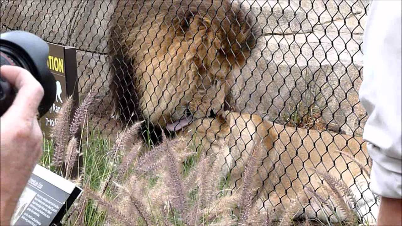 Lion Sprays Guests at the San Diego Zoo Elephant Odyssey - YouTube