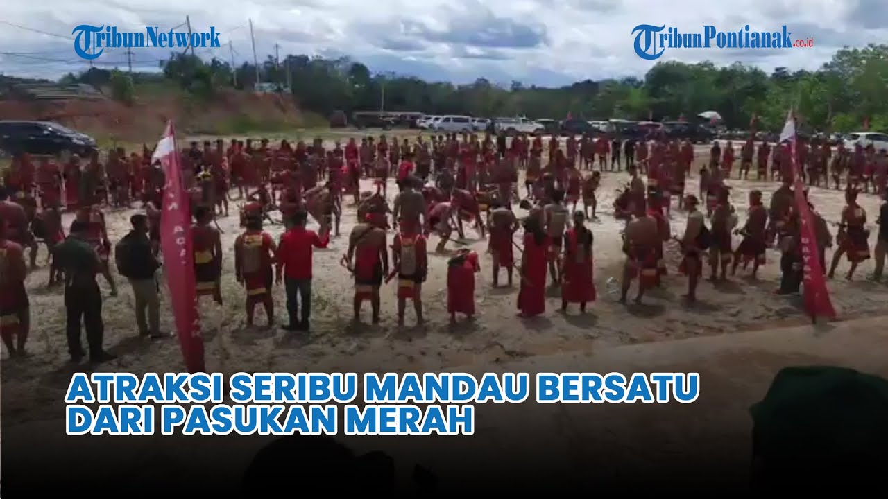 🔴 Atraksi Seribu Mandau Bersatu Persembahan Pasukan Merah Dayak di ...