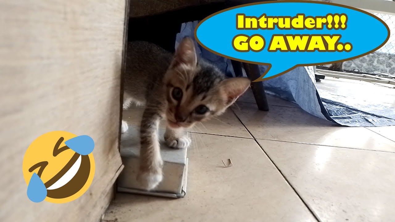 Funny Playful Kitten Keep Failing Every Time II CUTE CATS ASMR LOL ...