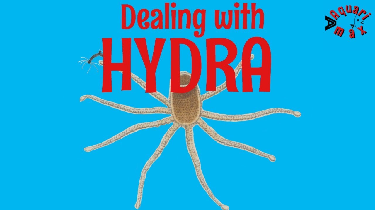 Hydra - YouTube