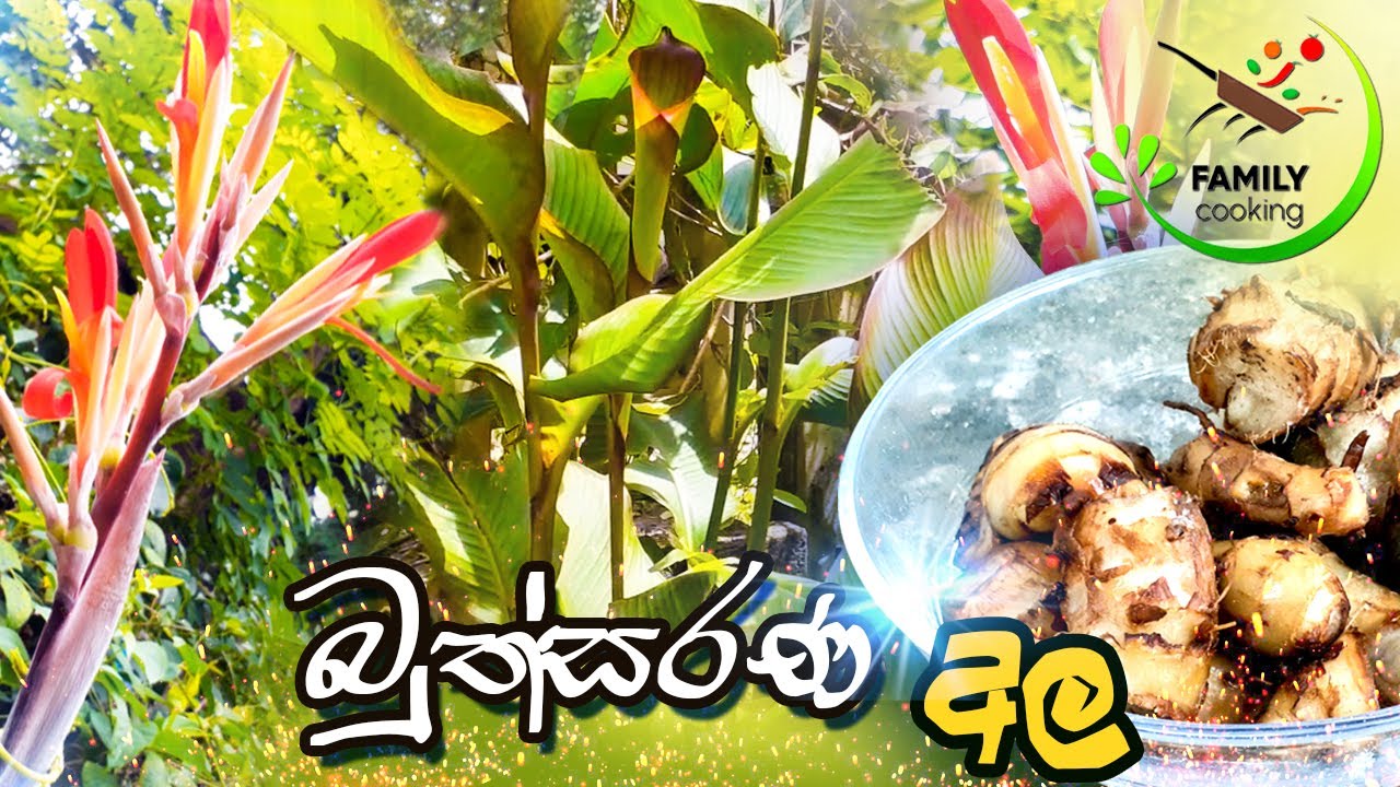 බුත්සරණ අල | Buthsarana ala | කොච්චර කෑවත් ආස හිතෙන අල | One of the ...