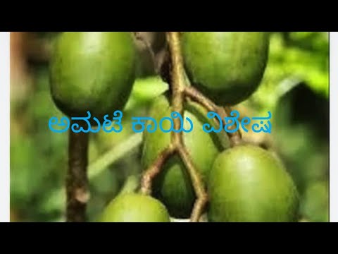 MASALA SAMBER OF AMATEKAYI// ಸಾರು ನೀವು ಯಾವತ್ತೂ ತಿಂದಿರಲ್ಲ.ಅಮಟೆ ಕಾಯಿ ...