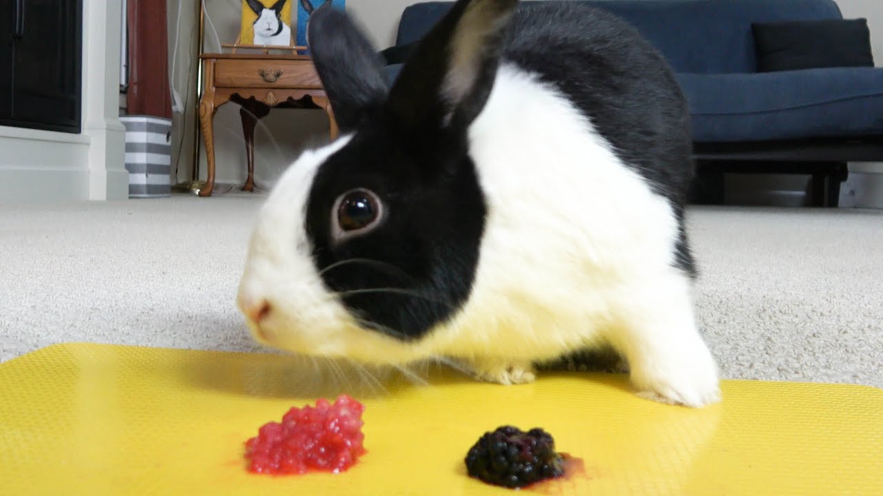 Rabbit Taste Test: The Final Showdown - YouTube
