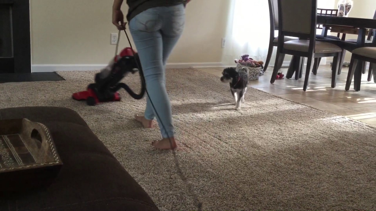 Gia the dog vs the vacuum - YouTube