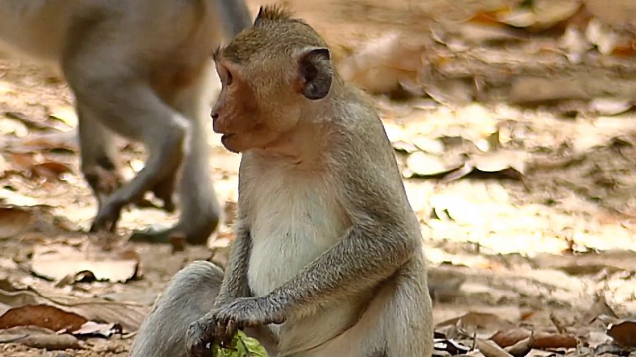 Janet Poor Monkey Screaming Hungry - YouTube