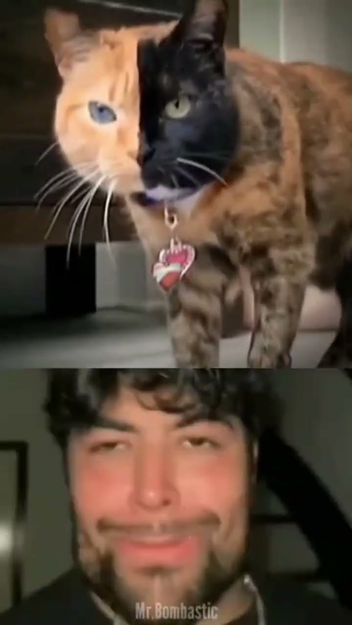 Mr bombastic - YouTube