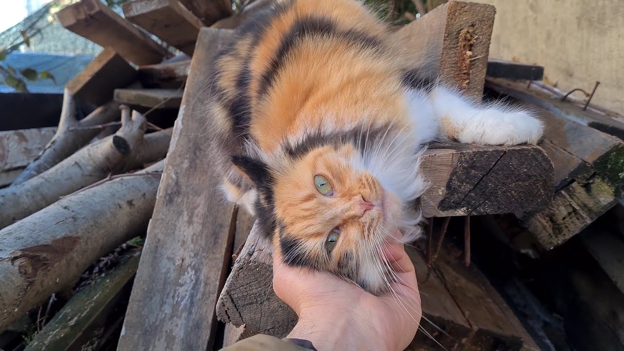 Calico cat with wonderful fur color and gorgeous eyes. - YouTube