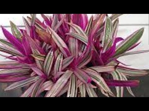 Rio plant कैसे करे रियो प्लांट की देखभाल पूरी जानकारी के साथ जरूर देखे ...