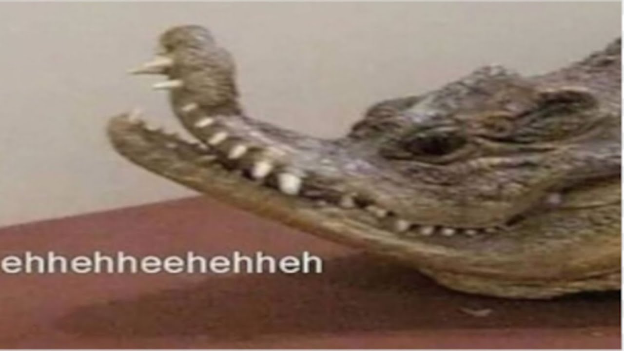 Goofy ahh croc awards - YouTube